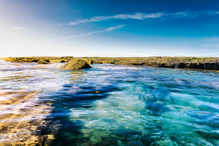 Os desenhos de Louis Wain antes e depois da esquizofrenia - ArteRef